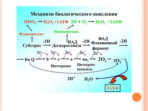 Биоэнергетика - презентация онлайн