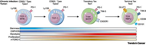 Immunometabolism Of Cd8 T Cell Differentiation In Cancer Trends In Cancer