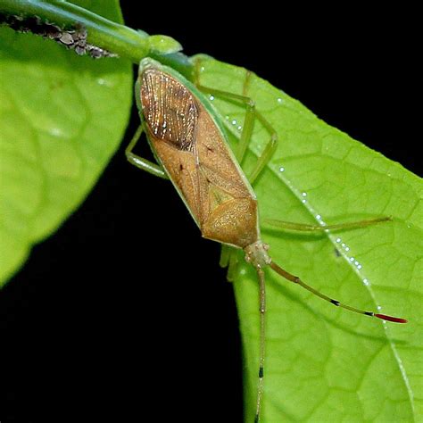 Leaf Footed Bug Project Noah