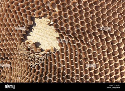 Honeycomb Design Structure
