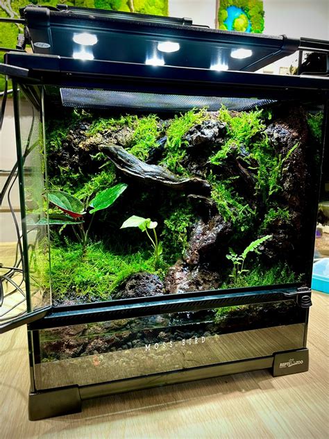 Customized Paludarium Tank Mossbird