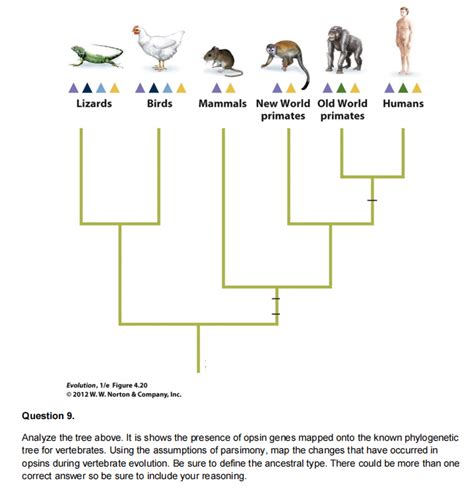 Phylogenetic Tree Vertebrates