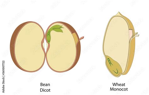 Bean Seed Structure