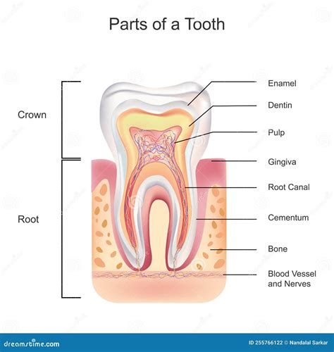Tooth Anatomy With All Parts Including Crown Neck Enamel Dentin Pulp