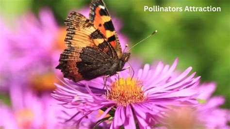 Pollinators Attraction 15 Perfect Methods For A Buzzing Garden South