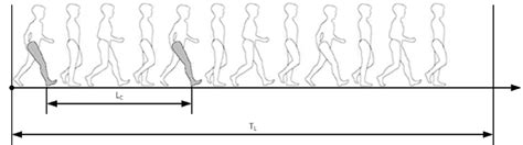 Spatio Temporal Variables Tl Track Length Lc Gait Cycle Length