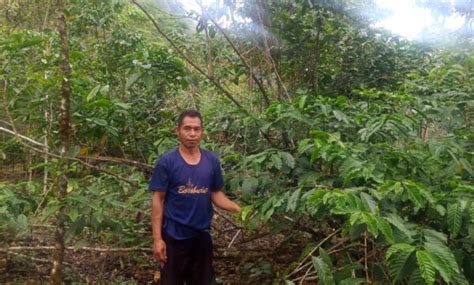 A Future Without Coffee With Limited Support Can Indonesias Colol Coffee Farmers Increase