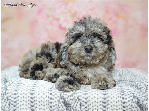 Cockapoo Poodle Puppy Blue Merle Id22405 Located At Petland Fort
