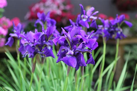 Ceasars Brother Iris