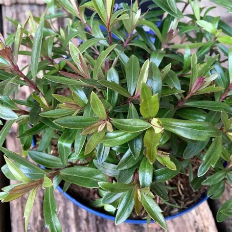 Hebe Blue Clouds Markeaton Garden Centre
