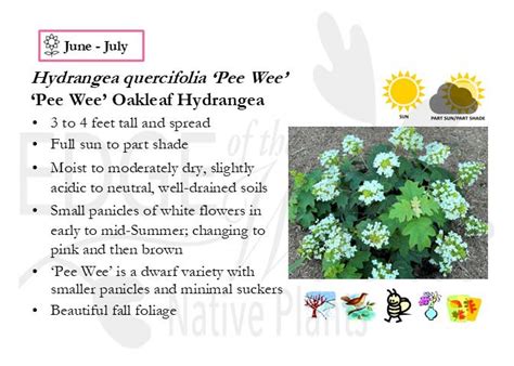 Species Spotlight Hydrangea Quercifolia Edge Of The Woods Native
