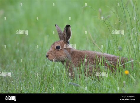 Irish Hare Stock Photos Irish Hare Stock Images Alamy