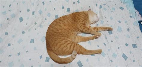 Cat Object Detection Dataset By Tagasugi Shinsuge