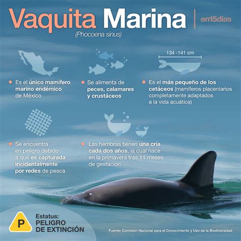 La Vaquita Marina Especie En Peligro De Extinción