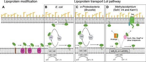 Model Of Lipoprotein Modification And Lipoprotein Transport A