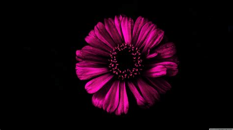 Dark Pink Flower Wallpapers Top Free Dark Pink Flower Backgrounds