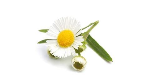 Manzanilla 7 Propiedades Y Beneficios De Esta Planta