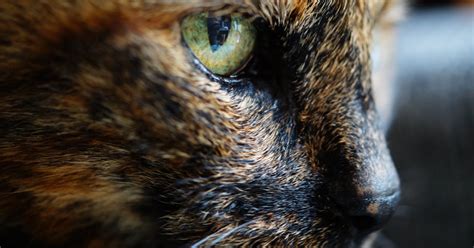 Tortitude Is Real And Other Fun Facts About Tortoiseshell Cats