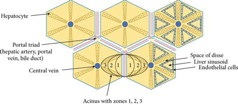 Hepatic Lobule Zones