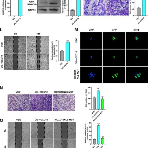 Hoxc10 Accelerates Oc Cell Migration A B Relative Mrna And Protein Download Scientific