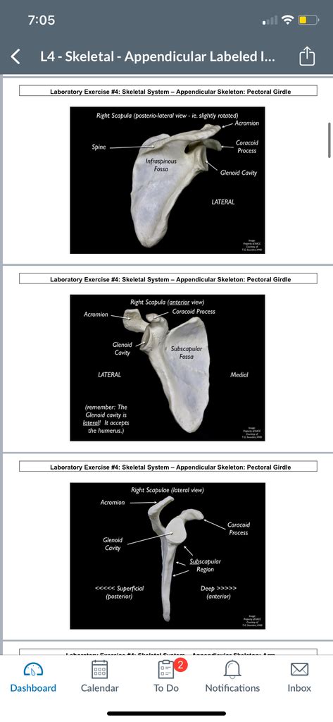 Bio 233 Unit 3 Exam Part 44 Diagram Quizlet