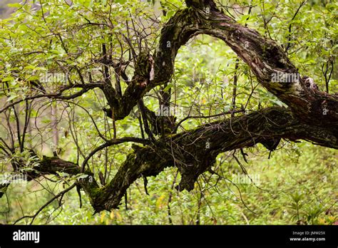 Horizontal Tree Branch