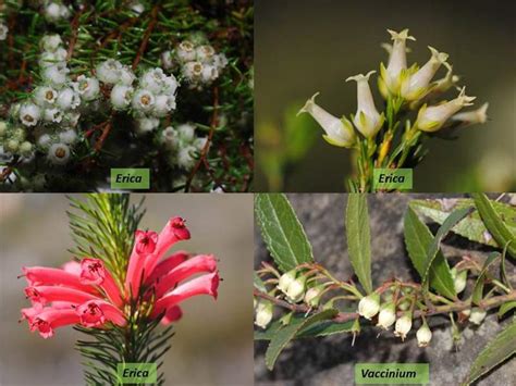 Factsheet Ericaceae