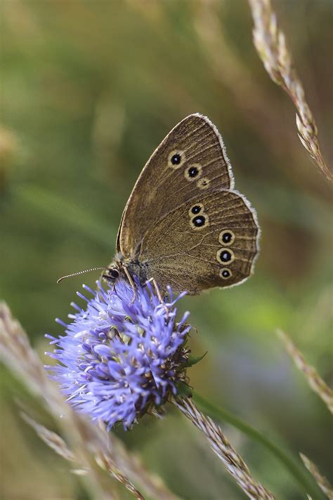 300 Free Grasshopper Summer And Grasshopper Images Pixabay