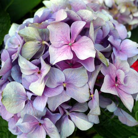 The Straight Facts On Hydrangea Flower Color Artofit