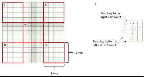 Best Hemocytometer Calculator Thebiologybro