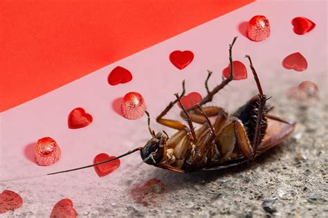 A Zoo Will Name A Cockroach After Your Ex And Feed It To An Animal