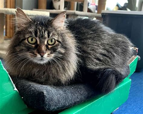 Kassitoa Kassid Cats Help MtÜ