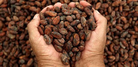 Types Of Cocoa Beans Used In Our Creations Johfrej Candv Types Of Cocoa Beans Used In Our Creations Johfrej Candv