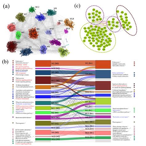 Overview Of Modular Structures And Functions Of Lnm Related Ppi