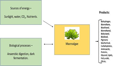 5 Macroalgae Products Relating To Various Biorefinery Sectors Source Download Scientific