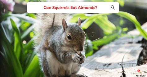 Can Squirrels Eat Almonds Better Explanation Bugstips