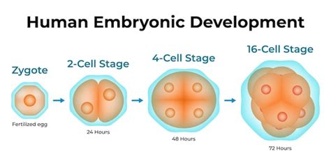 What Is A Zygote Cell