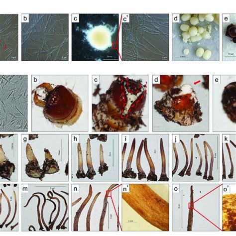 Candidate Gene Expression Levels Under Different Grouping Conditions