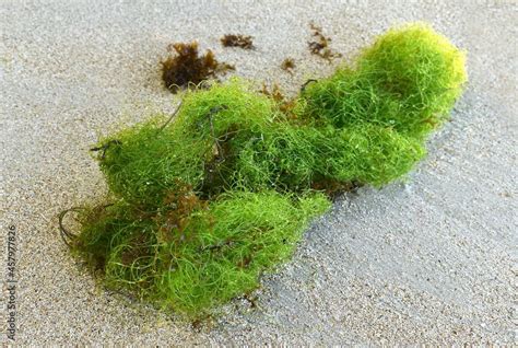 Green Algae Chlorophyta Complete Overview And Care Guides Reeflings