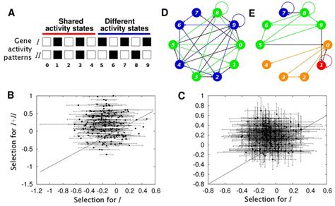 Modularity Increases After Selection For A New Additional Gene Activity