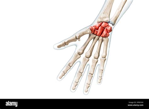 Carpal Bones Left Hand