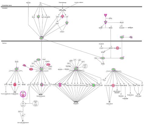 Signaling Pathway Diagram Pathway Enrichment Analysis Of Differential