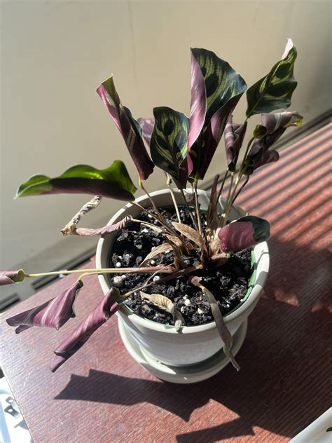 Washing Machine Just Started Making A Hissing Noise And I Have No Idea What I Am Doing Please