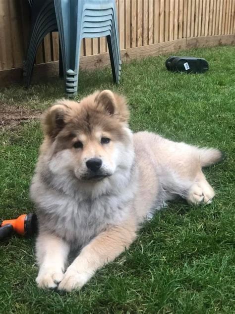 Chowskis Chowski Breeders And Specialists Uk