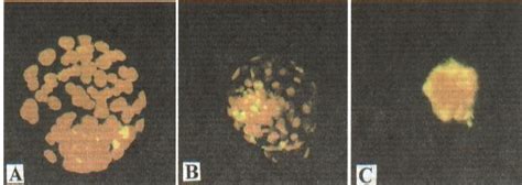 Figure 1 From The Effect Of Nitric Oxide On Mouse Pre Im Plantation