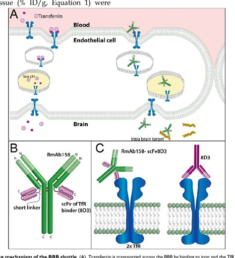 Figure 1 From Bivalent Brain Shuttle Increases Antibody Uptake By