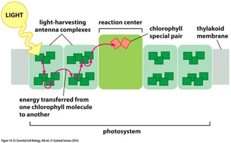 Cell Bio Chap 14 Part 2 Flashcards Quizlet