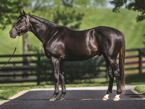 Midnight Storm Milky Way Farms