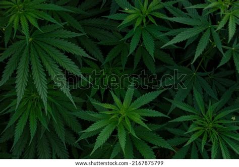 Hemp Leaf Background Photos And Images Shutterstock