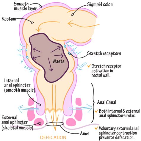 Physiology Glossary Waste Elimination Defecation Ditki Medical